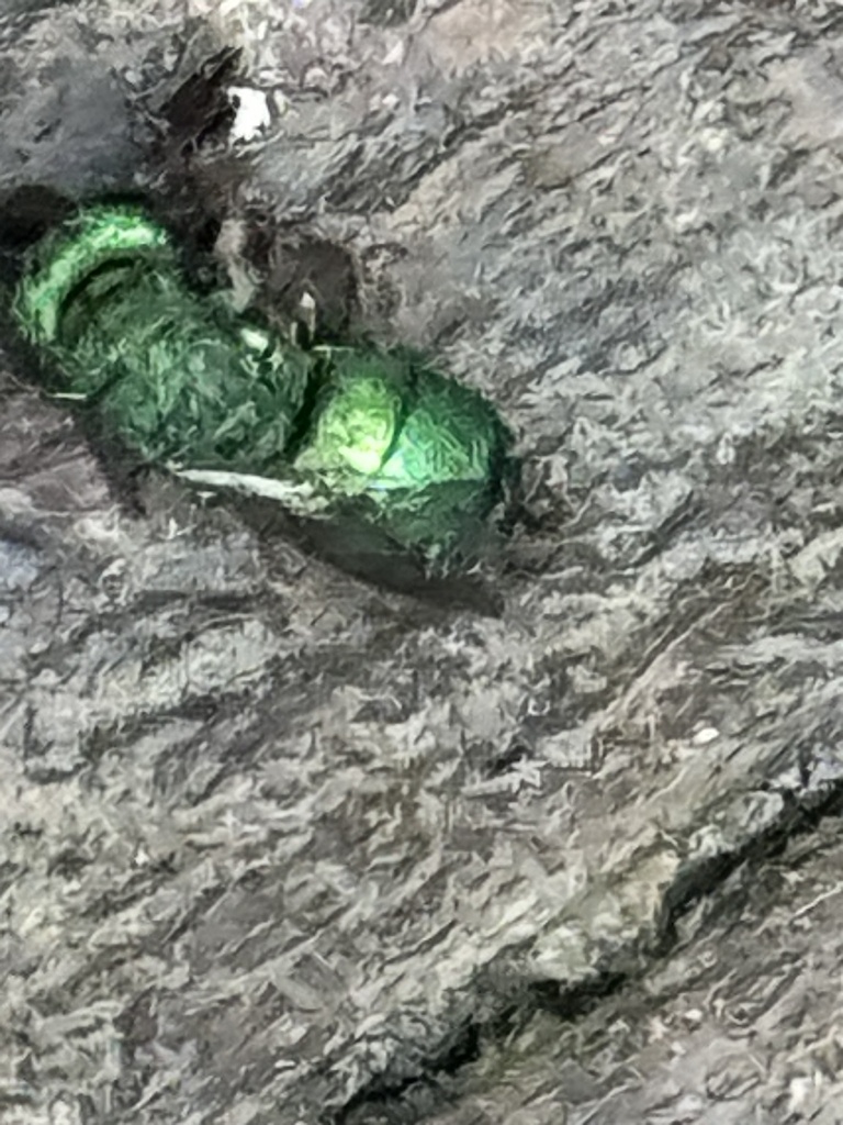Winged and Once-winged Insects from Trans Canada Hwy, Ladysmith, BC, CA ...