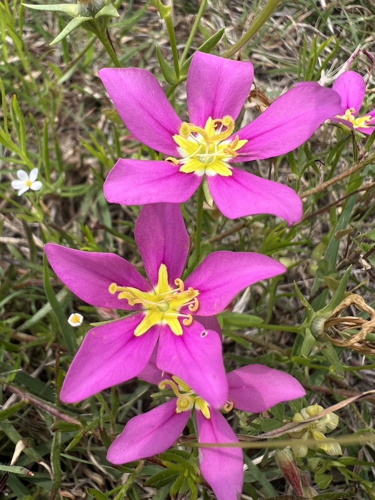 Sabatia formosa from FM-980, Huntsville, TX, US on April 28, 2024 at 03 ...