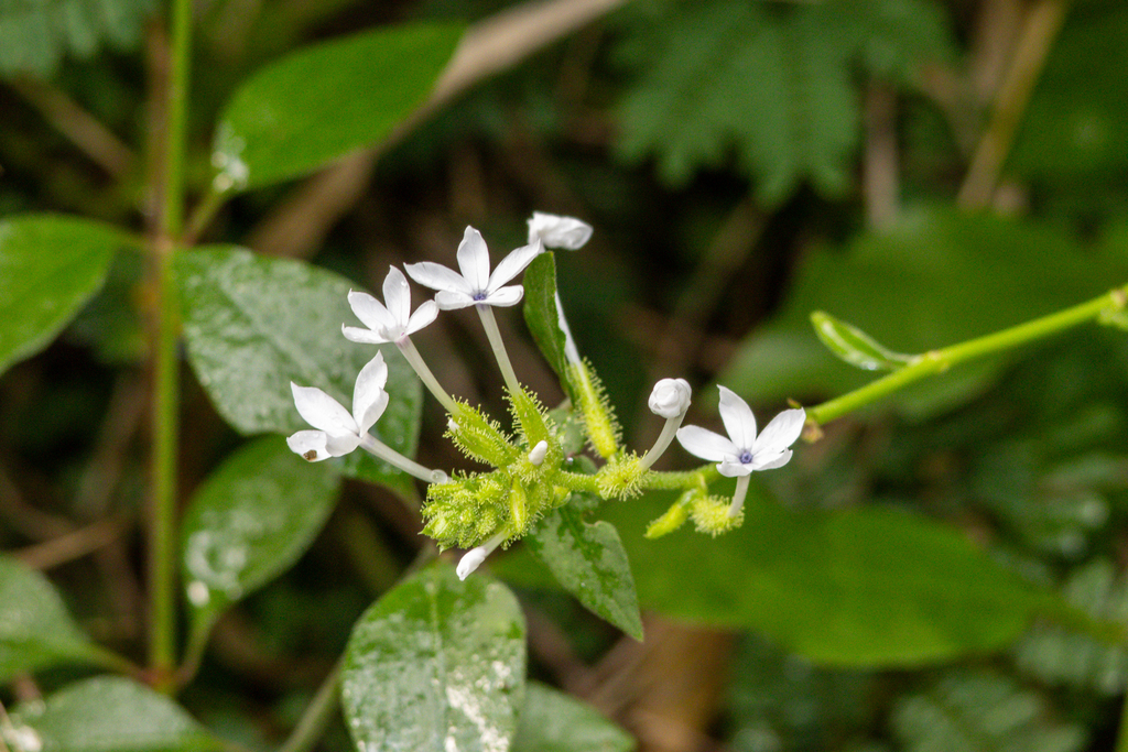wild leadwort from KwaNibela, South Africa on April 26, 2024 at 02:51 ...