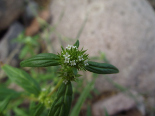 Spermacoce hirta · iNaturalist