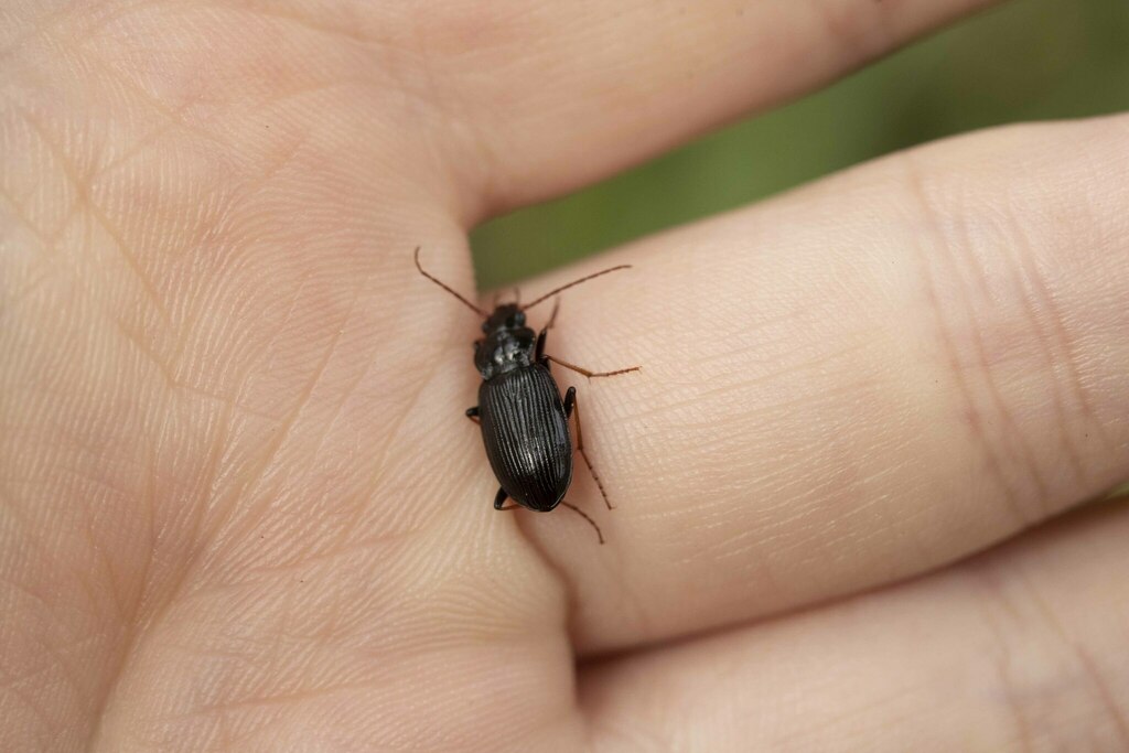 European Gazelle Beetle from Southeast Portland, Portland, OR, USA on ...