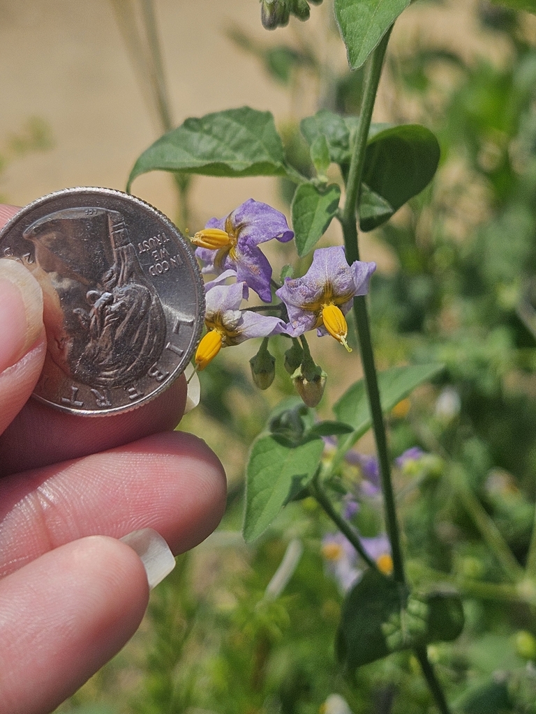 greenspot nightshade from Whittier, CA 90605, USA on May 1, 2024 at 12: ...