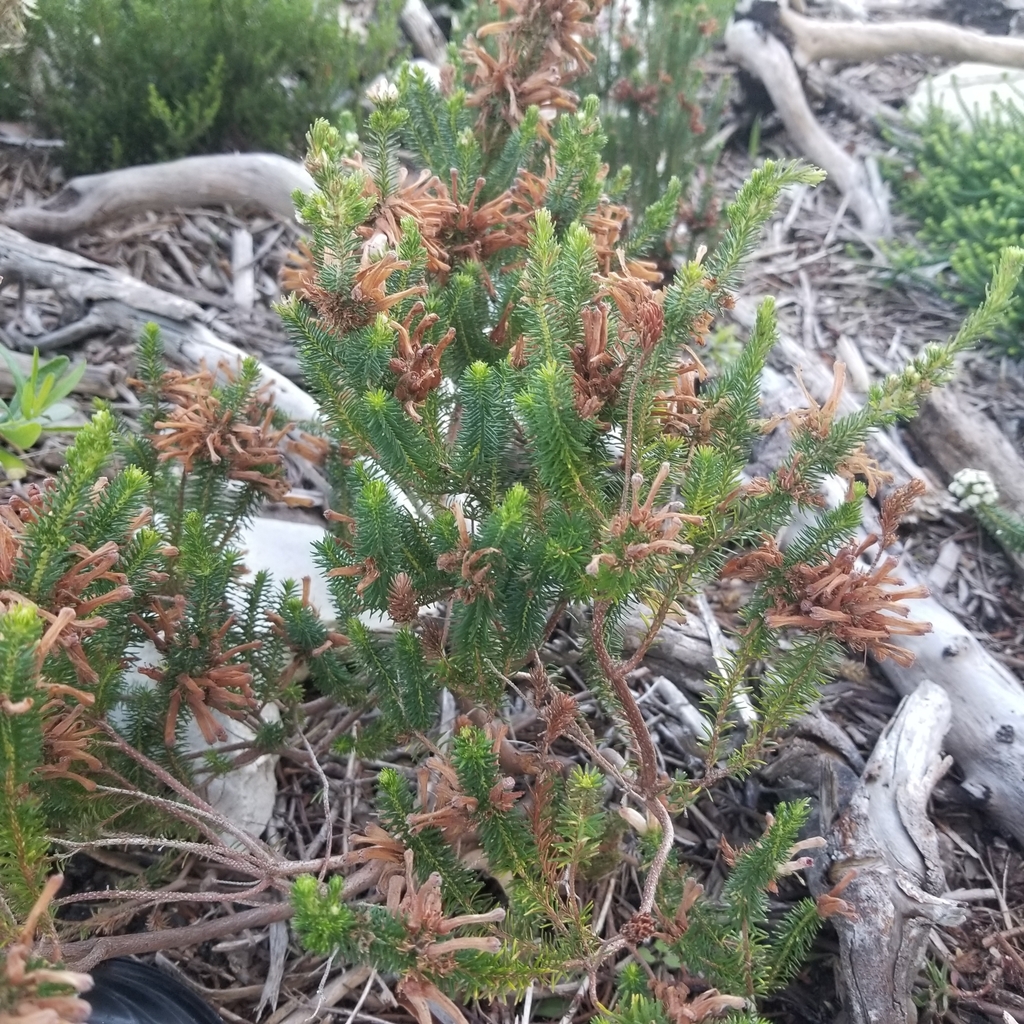 Heaths from Betty's Bay, 7141, South Africa on April 29, 2024 at 01:20 ...