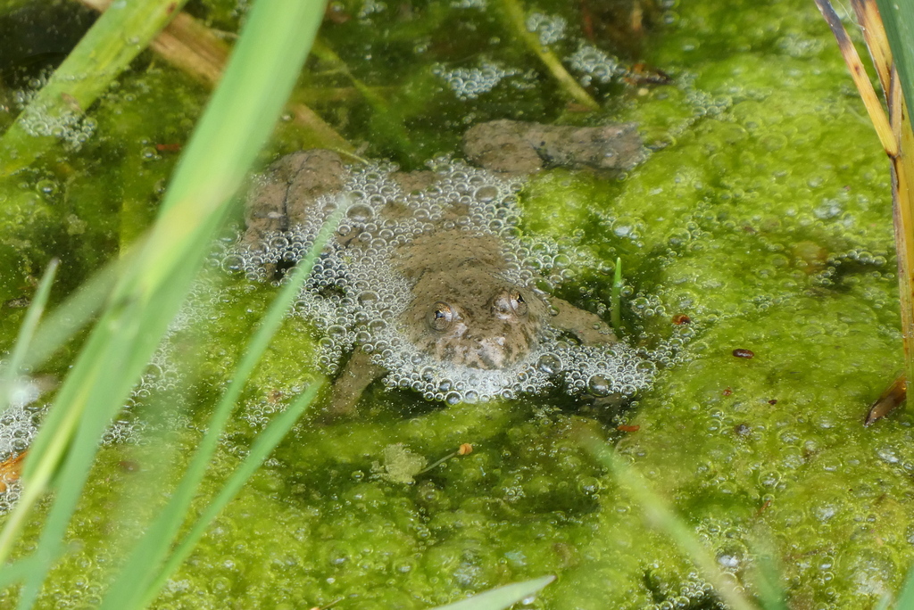 Yellow-bellied Toad in May 2024 by Daniel Kronauer · iNaturalist