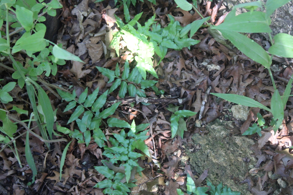 Mexican Flowering Fern from Friends of Friedrich Wilderness, San ...