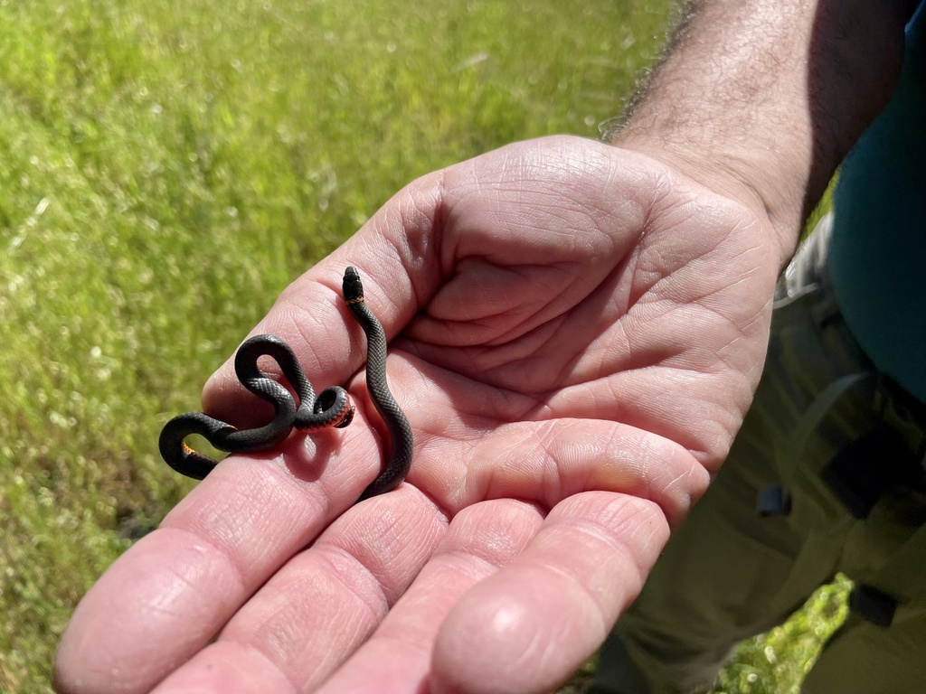 Pacific Ringneck Snake from Indian Valley Open Space Preserve, Novato ...
