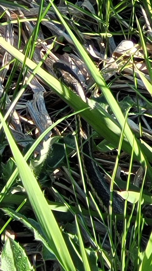 Common Garter Snake from Menasha, WI, USA on May 1, 2024 at 04:52 PM by ...