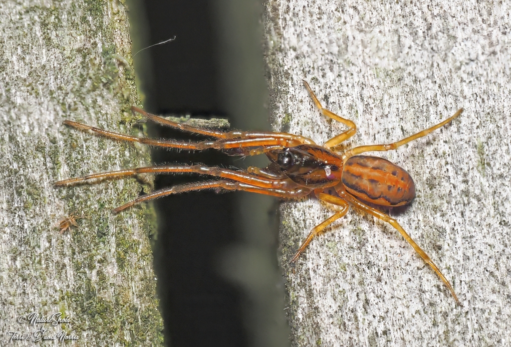 Big-eyed Thick-jawed Spider from Moorefield Township, OH, USA on April ...