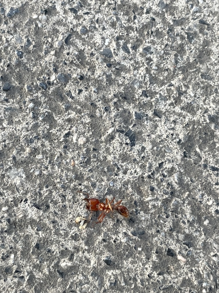 Chicatana Leafcutter Ant from Avenida Capitán José de Treviño, General ...