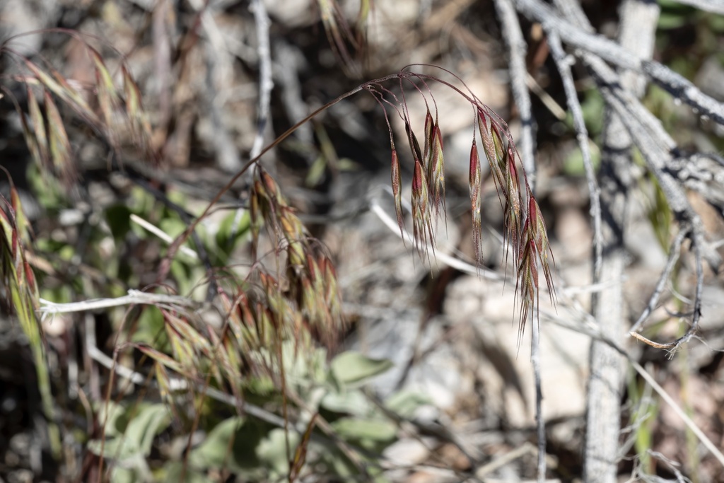 Cheatgrass from Red Rock Canyon National Conservation Area, Las Vegas ...