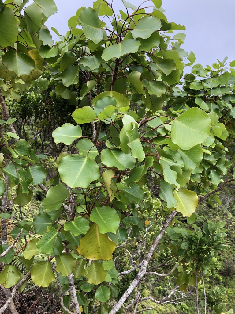 Lapalapa in April 2024 by Adrian Burke · iNaturalist