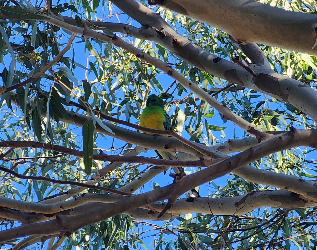 Red-rumped Parrot from Mickleham VIC 3064, Australia on April 27, 2024 ...
