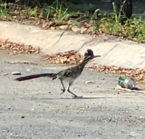 Greater Roadrunner from 66717 N.L., México on May 1, 2024 at 03:36 PM ...