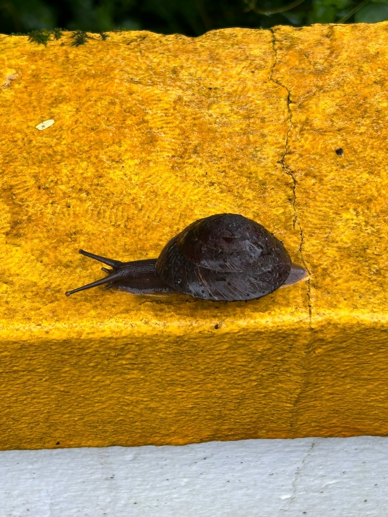 Puerto Rican Tree Snail from 4R8P+VPQ, Pueblo Norte, Cayey 00736 ...
