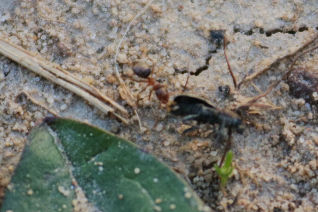 Turfgrass Ant from Oil City, PA 16301, USA on May 1, 2024 at 05:47 PM ...