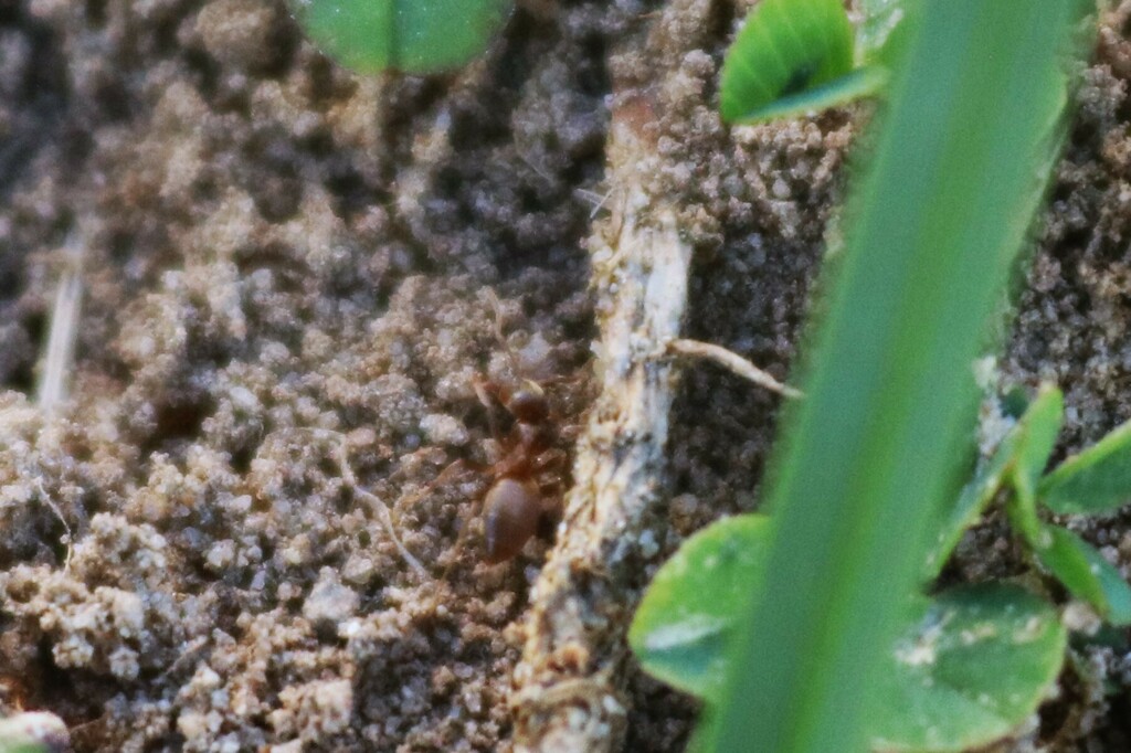 Turfgrass Ant from Oil City, PA 16301, USA on May 1, 2024 at 05:48 PM ...