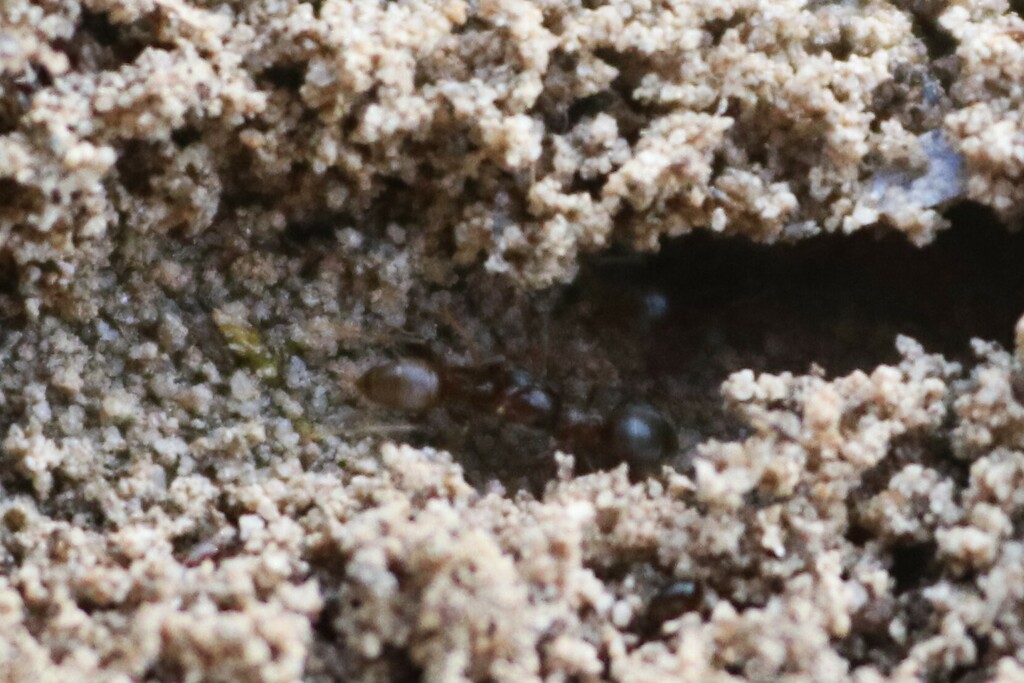 Turfgrass Ant from Oil City, PA 16301, USA on May 1, 2024 at 05:50 PM ...