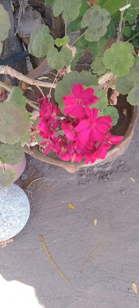 garden geranium from 23895 B.C.S., México on April 28, 2024 at 02:22 PM ...