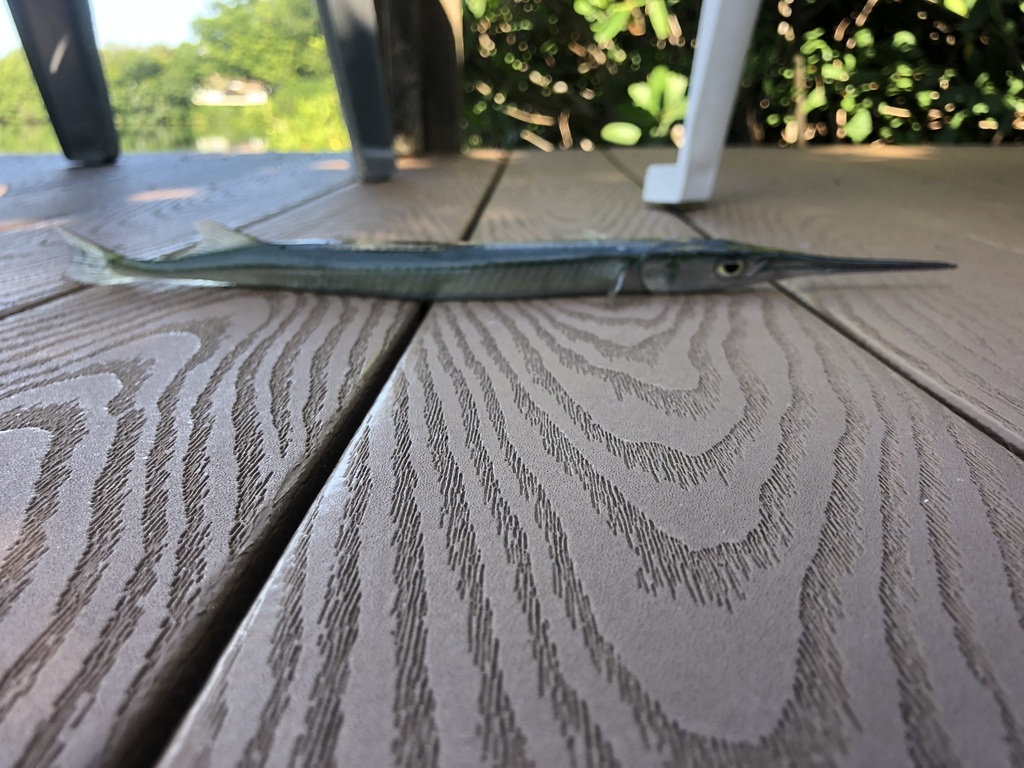 Atlantic Needlefish from Arcadian Heights, Lealman, FL 33714, USA on ...