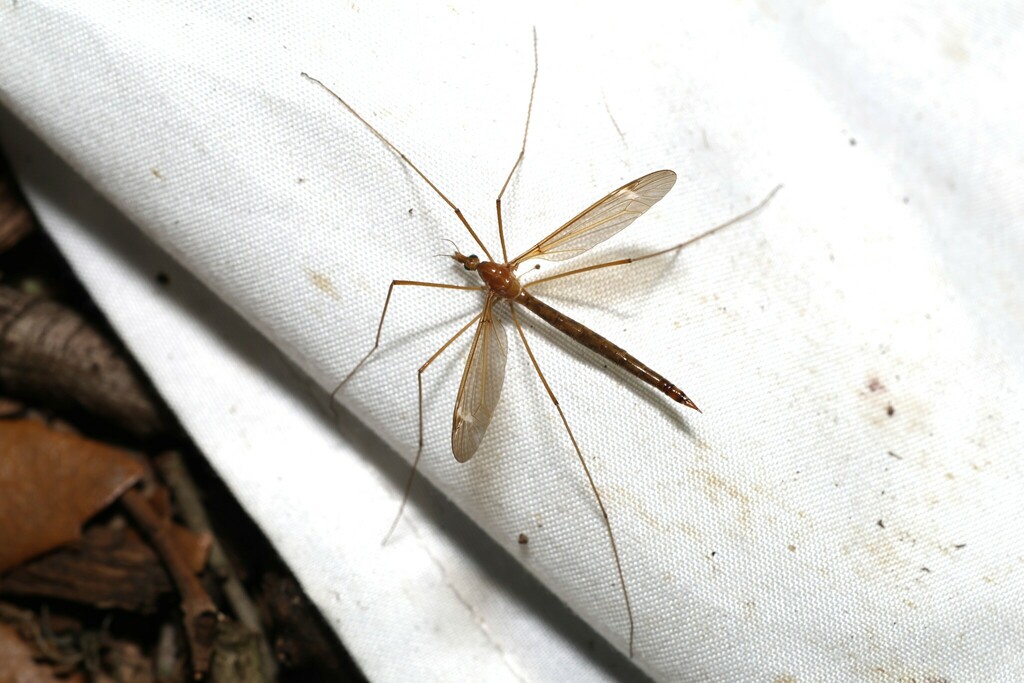 Common Crane Flies from Pleasant Valley, Austin, TX 78741, USA on April ...