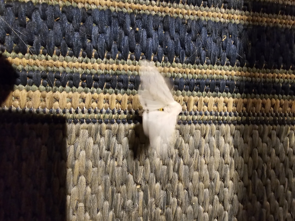 Salt Marsh Moth from Harmony, NC 28634, USA on May 1, 2024 at 09:55 PM ...