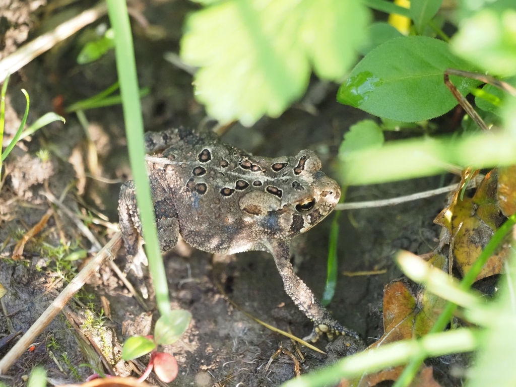 American Toad from Summit Lake State Park on May 1, 2024 at 07:04 PM by ...