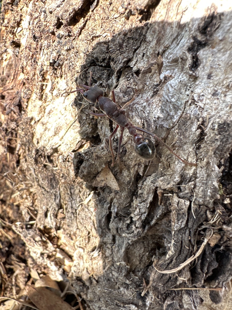 Inch Ant from Cornish College, Bangholme, VIC, AU on May 2, 2024 at 01: ...