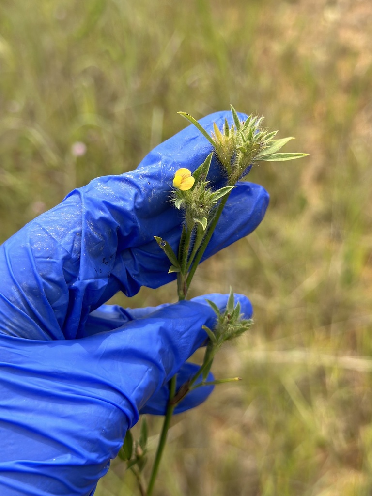 Stylosanthes desde Naranjal, Zaragoza, Antioquia, CO el 23 de abril de ...