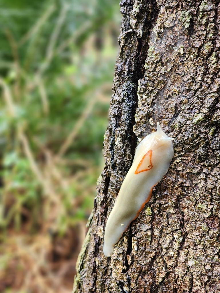 Red Triangle Slug from Mona Vale NSW 2103, Australia on May 1, 2024 at ...