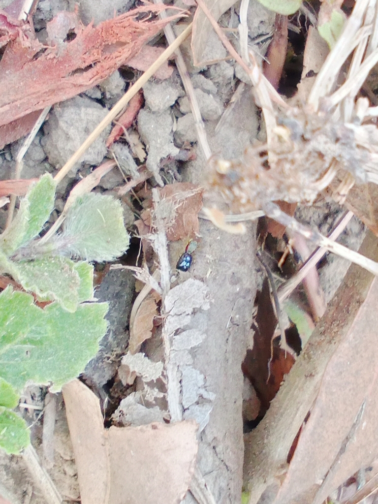 Chrysilla volupe from Nanak Sagar Dam on April 29, 2024 at 04:47 PM by ...