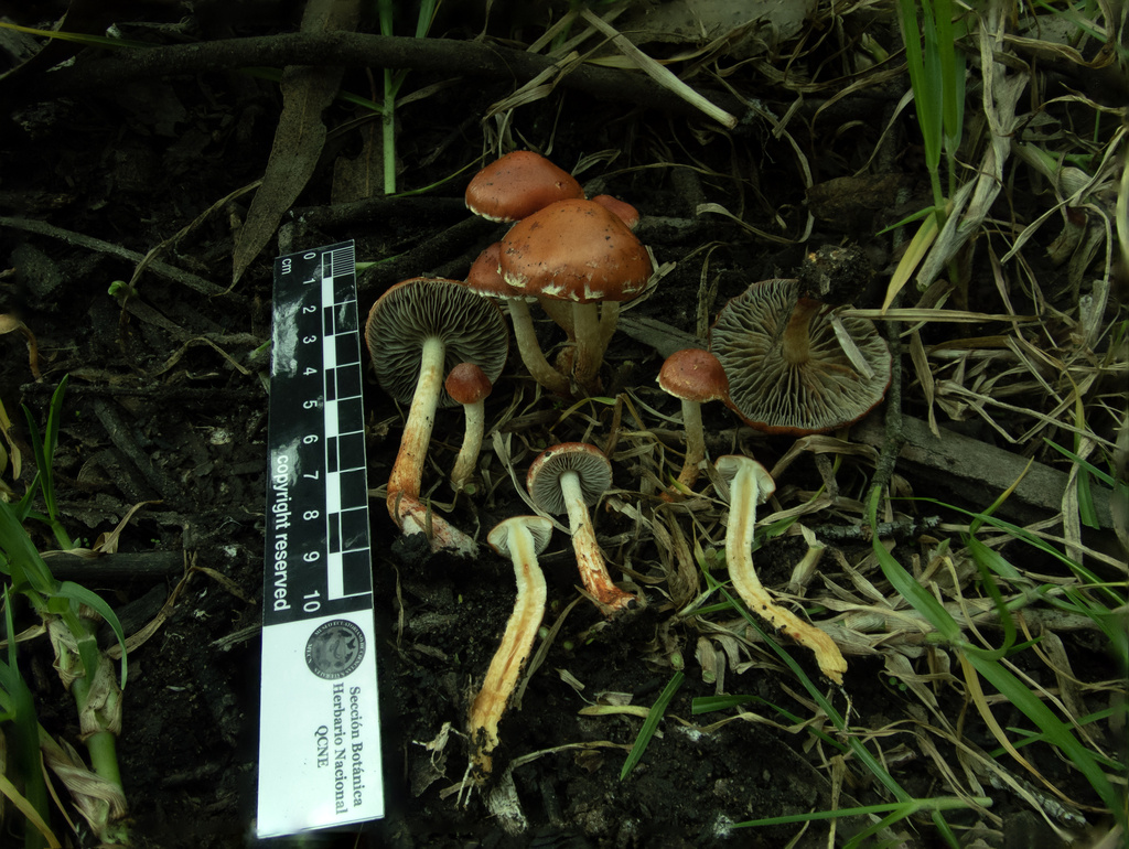 Chip Cherries from Protected Forrest - San Juan, Quito, Pichincha, EC ...