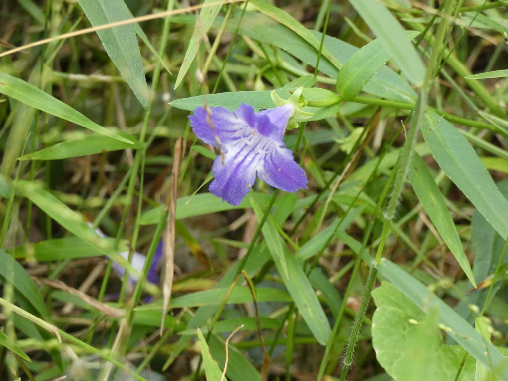 koala bells from Brisbane QLD, Australia on May 2, 2024 at 11:13 AM by ...