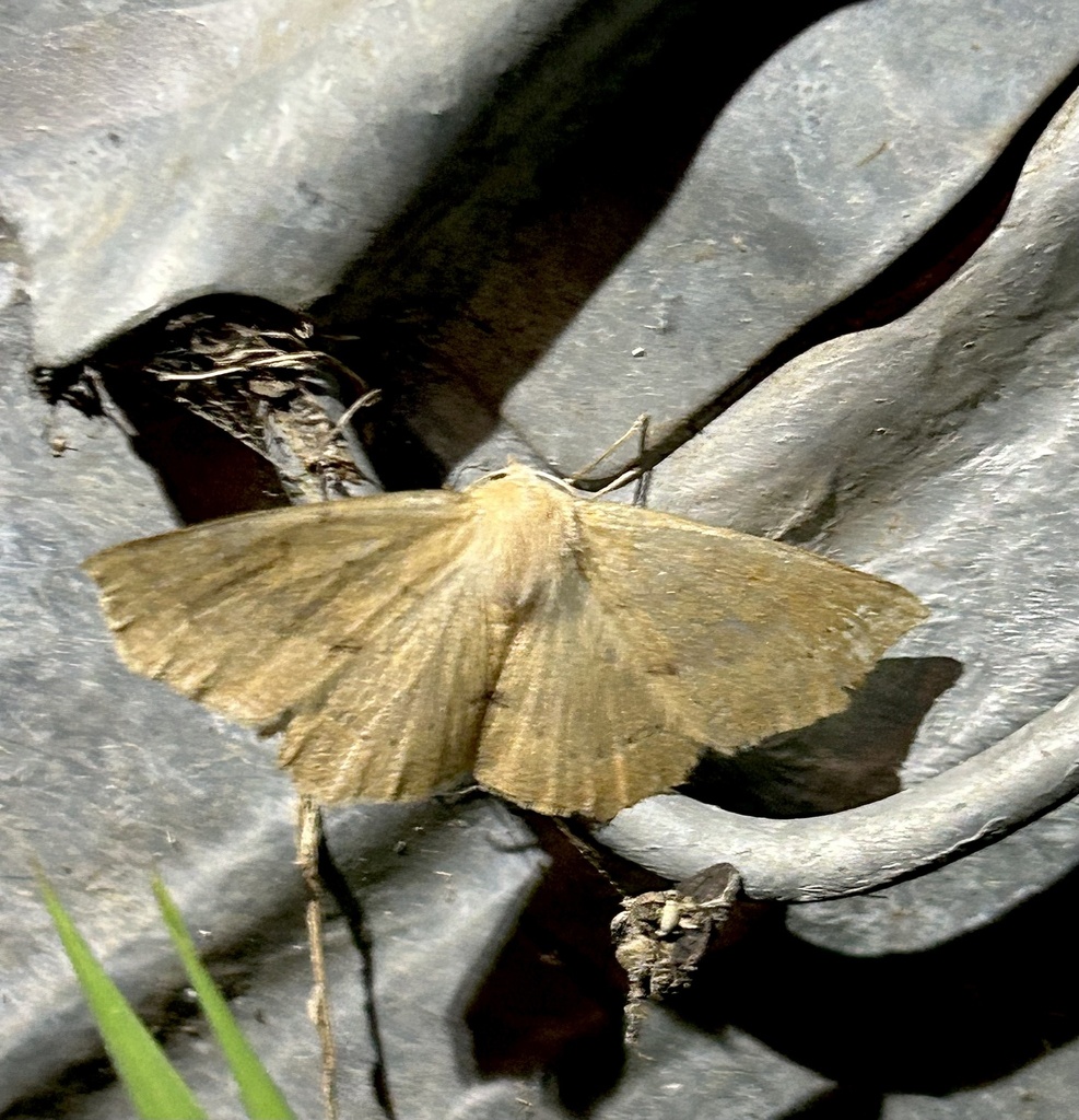 Omnivorous Looper from Buena Vista Way, Berkeley, CA, US on May 1, 2024 ...
