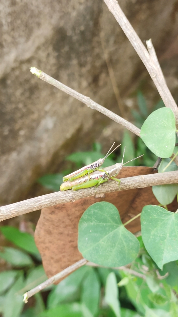 Neorthacris malabarensis from C244+26G, Vizhinjam, Venganoor, Kerala ...