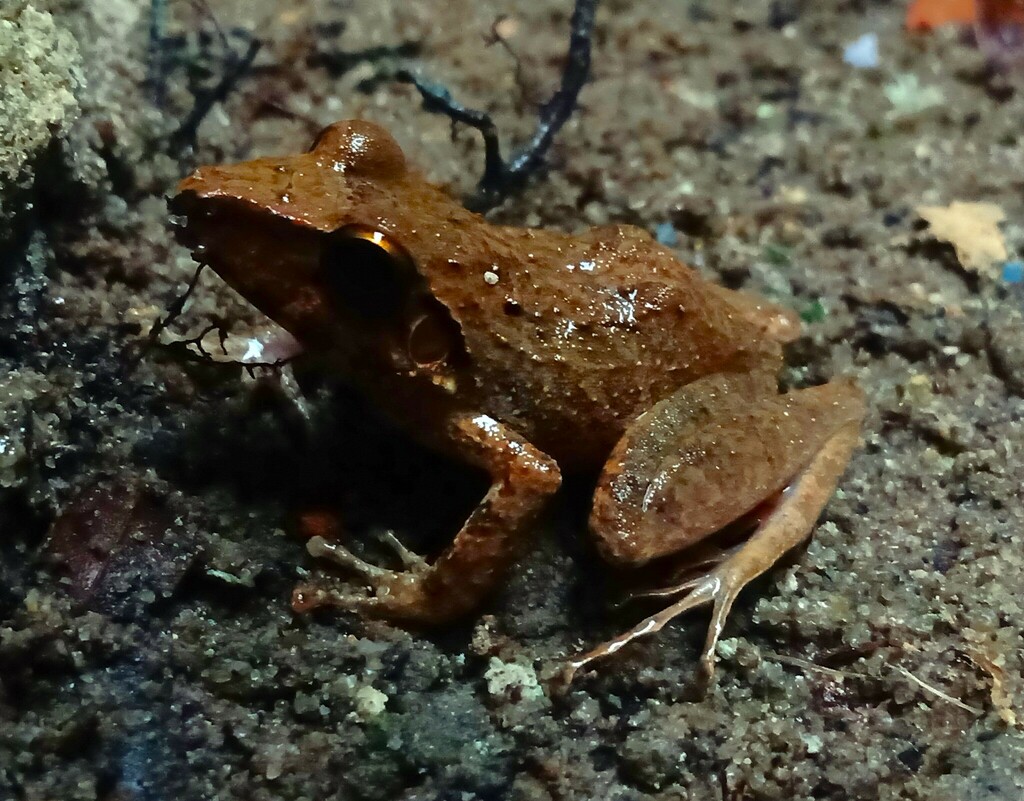 Rio Mamore Robber Frog from Rio Preto da Eva - State of Amazonas, 69117 ...