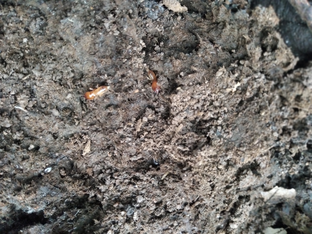 Common Snout Termites from Nkondwana, South Africa on April 26, 2024 at ...