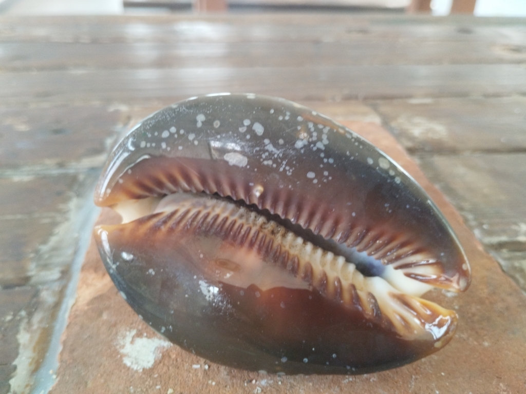 Humpback Cowry from 882台灣澎湖縣望安鄉882東坪村東嶼坪43號澎湖南方四島國家公園 on May 2, 2024 at ...