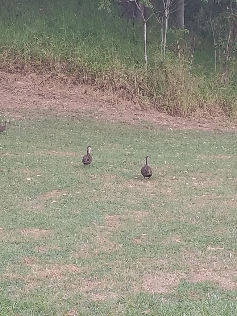 Pacific Black Duck from Bundaberg West QLD 4670, Australia on May 2 ...
