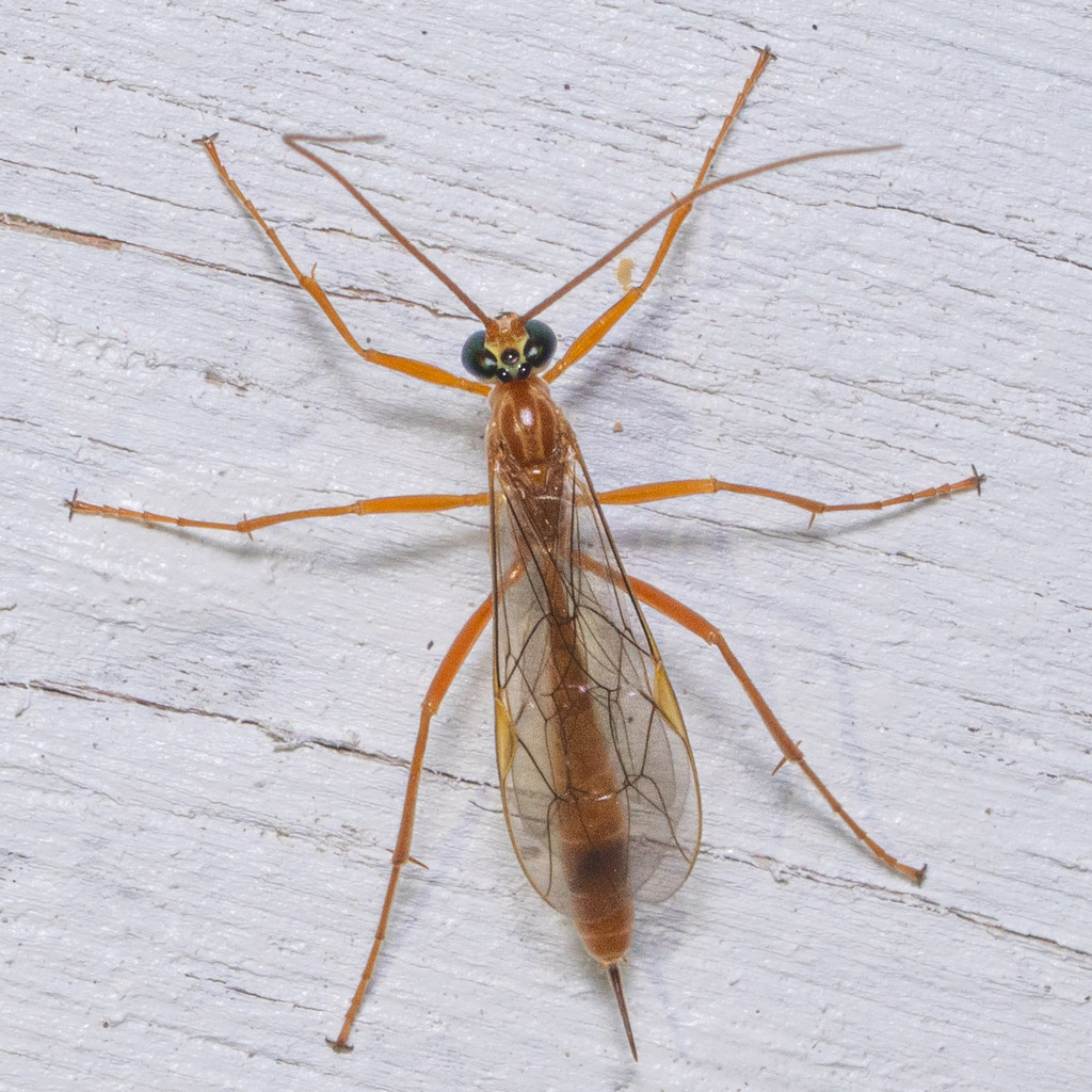 Netelia from Emerald Point on April 28, 2024 at 03:32 AM by Joseph ...