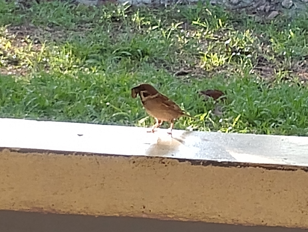 Eurasian Tree Sparrow from CR9J+WRJ, Tagum, Davao del Norte ...