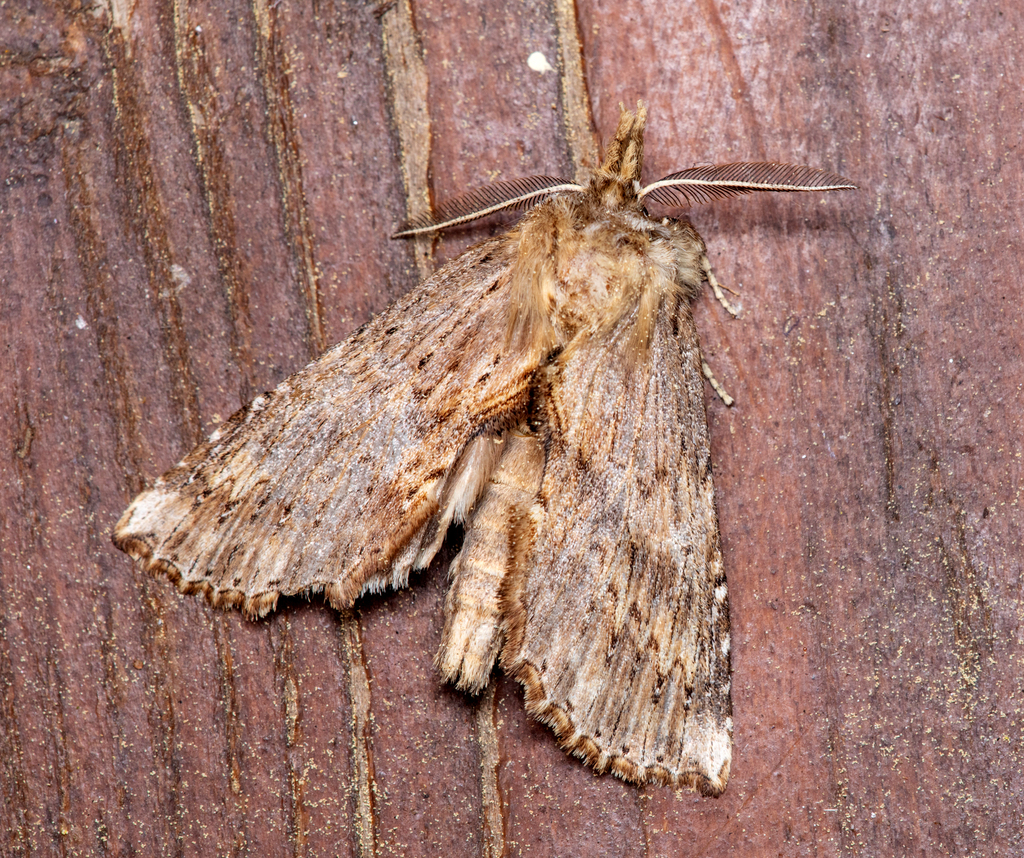 Pale Prominent from 86923 Finning-Oberfinning, Germany on May 1, 2024 ...
