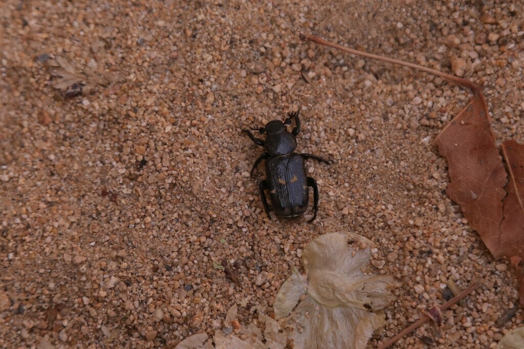 Clinterocera scabrosa from 中国天津市蓟州区盘山 邮政编码: 301915 on May 1, 2024 at 12 ...