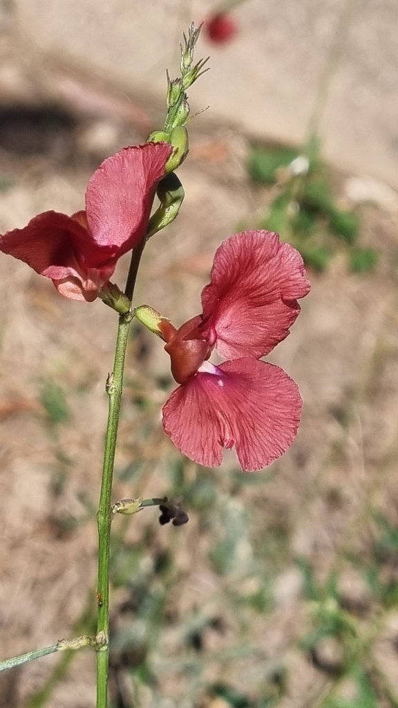 Phasey Bean from Nitmiluk NT 0852, Australia on May 2, 2024 at 01:45 PM ...