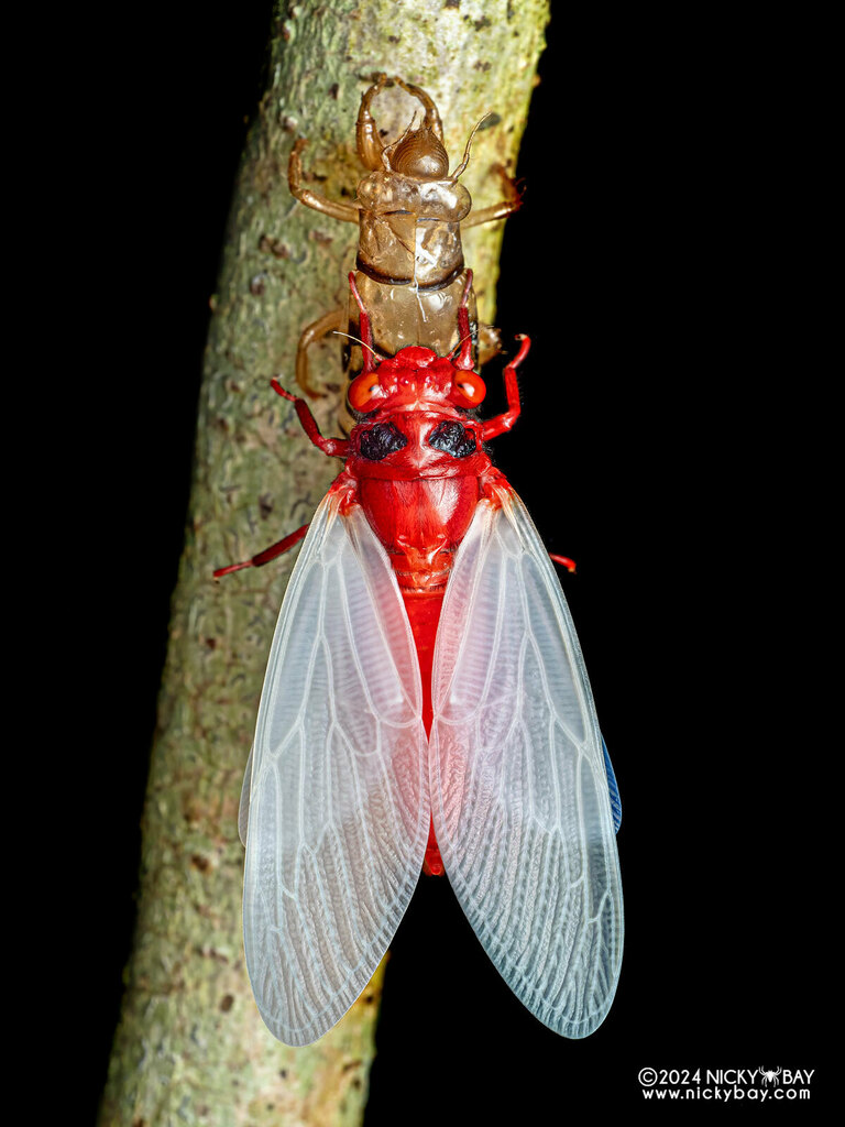 Black and scarlet cicada from Opposite 1, Tyersall Ave, Singapore ...