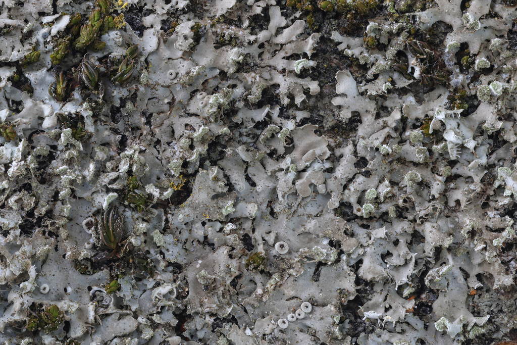 Powdery-margined Cryptic Shade Lichen from Leibnitz, Österreich on April 29, 2024 at 06:42 PM by ...