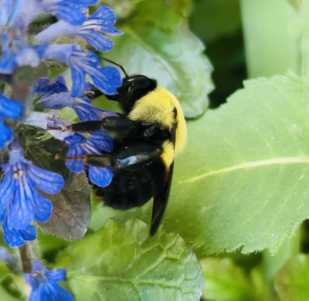 Brown-belted Bumble Bee from Stone Bridge Ln, Bettendorf, IA, US on ...