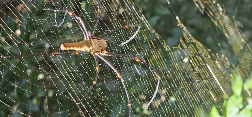 Giant Golden Orbweaver from Barron Falls, Kuranda QLD 4881, Australia ...