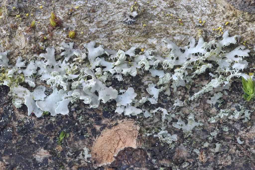 Powdery-margined Cryptic Shade Lichen from Leibnitz, Österreich on ...