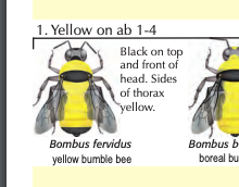 FERVIDUS (Golden Northern Bumble Bee) (Bumble Bees of Northwestern ...