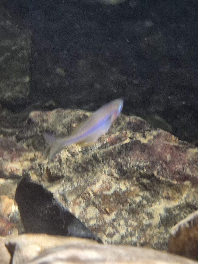Sorong Rainbowfish (Melanotaenia fredericki) - Marine Life Identification